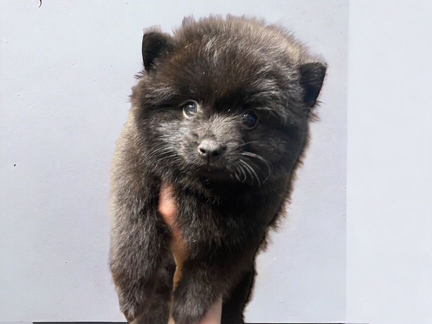 Померанский шпиц мини с документами