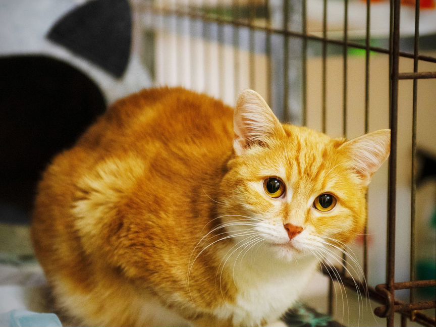 Рыжая кошка ищет рыжую хозяйку