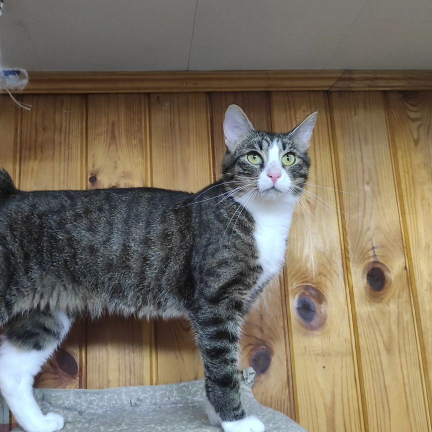 Хан в поисках родного дома, домашней передержки