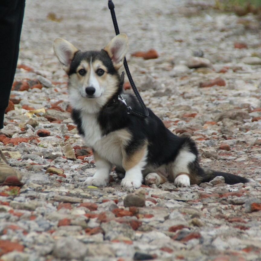 Девочка вельш корги пемброк