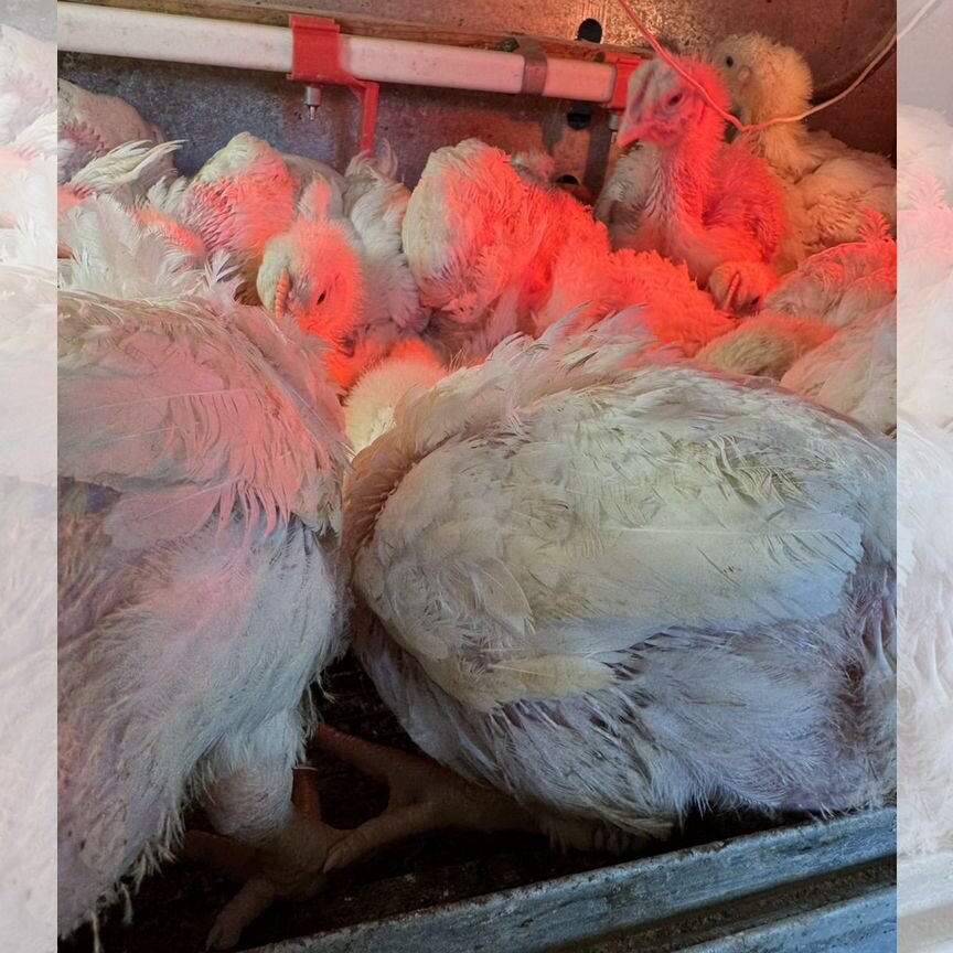 Цыплята бройлеры подрощенные