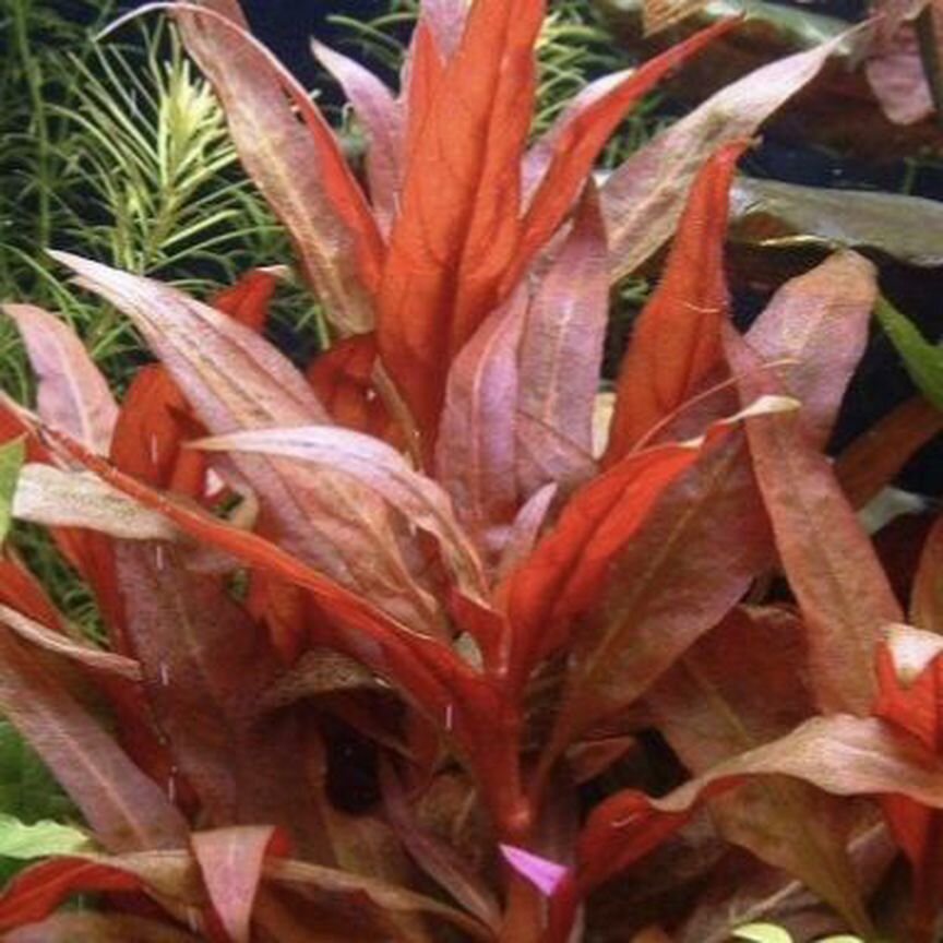 Людвигия рубин