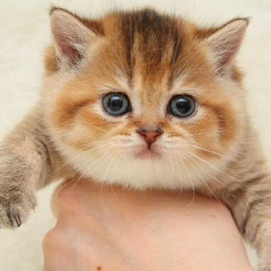 Шотландские клубные золотые котодети