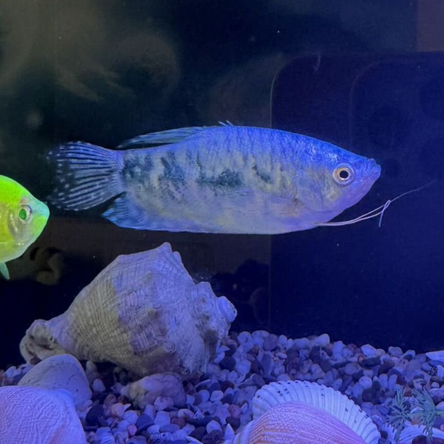 Гурами мраморный