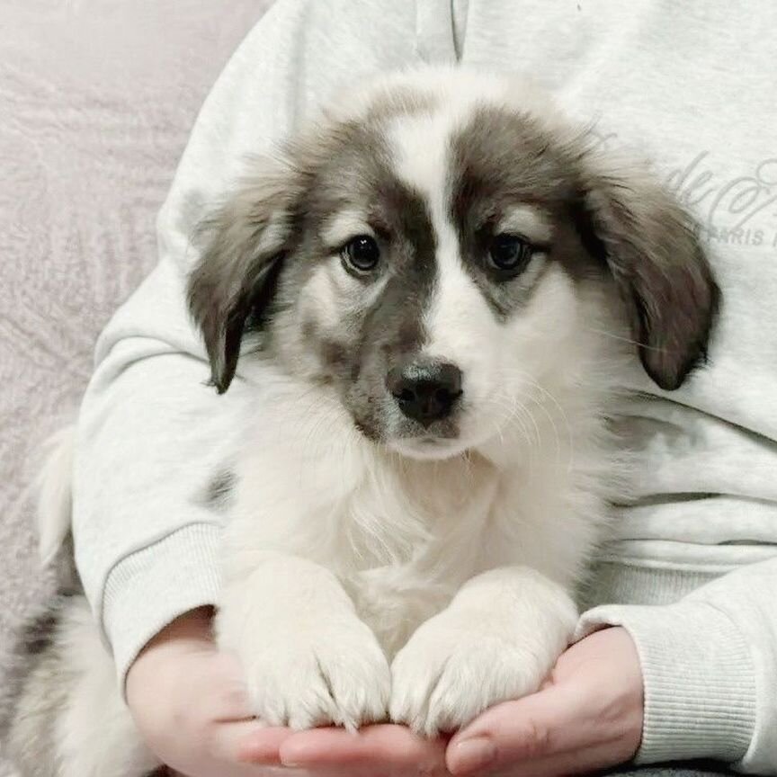 Щенок в добрые руки