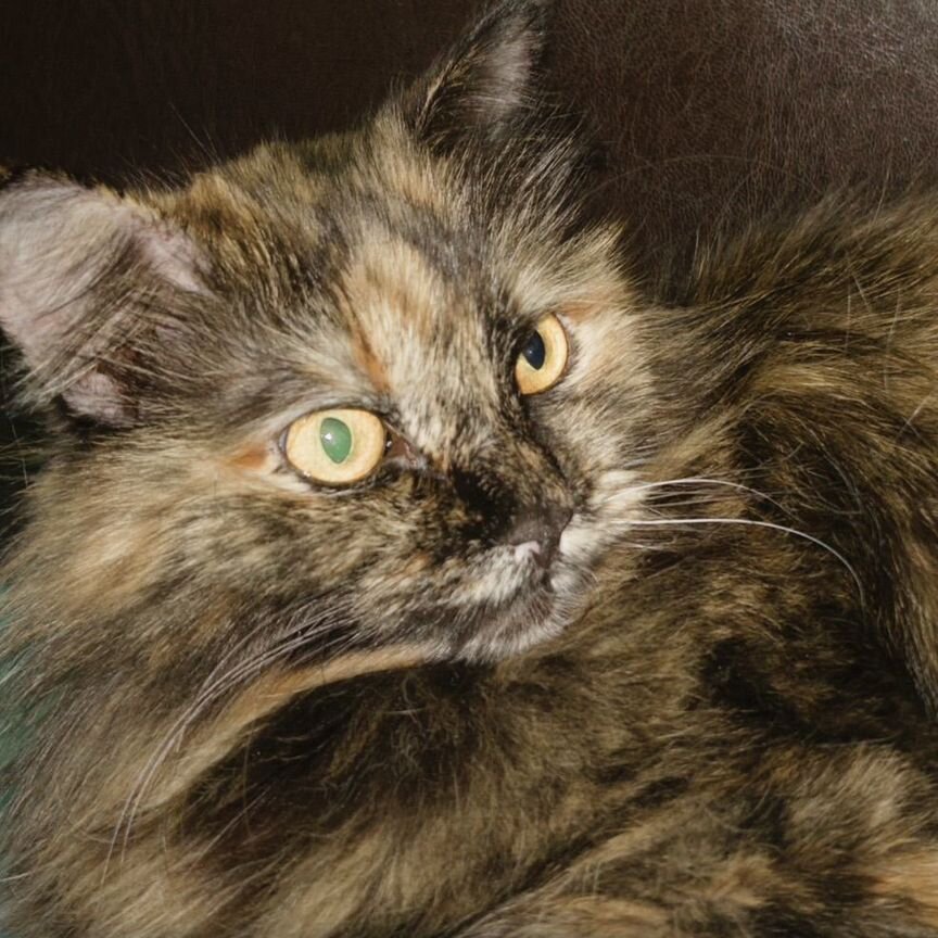 Курильский бобтейл длинношёрстный, взрослая кошка