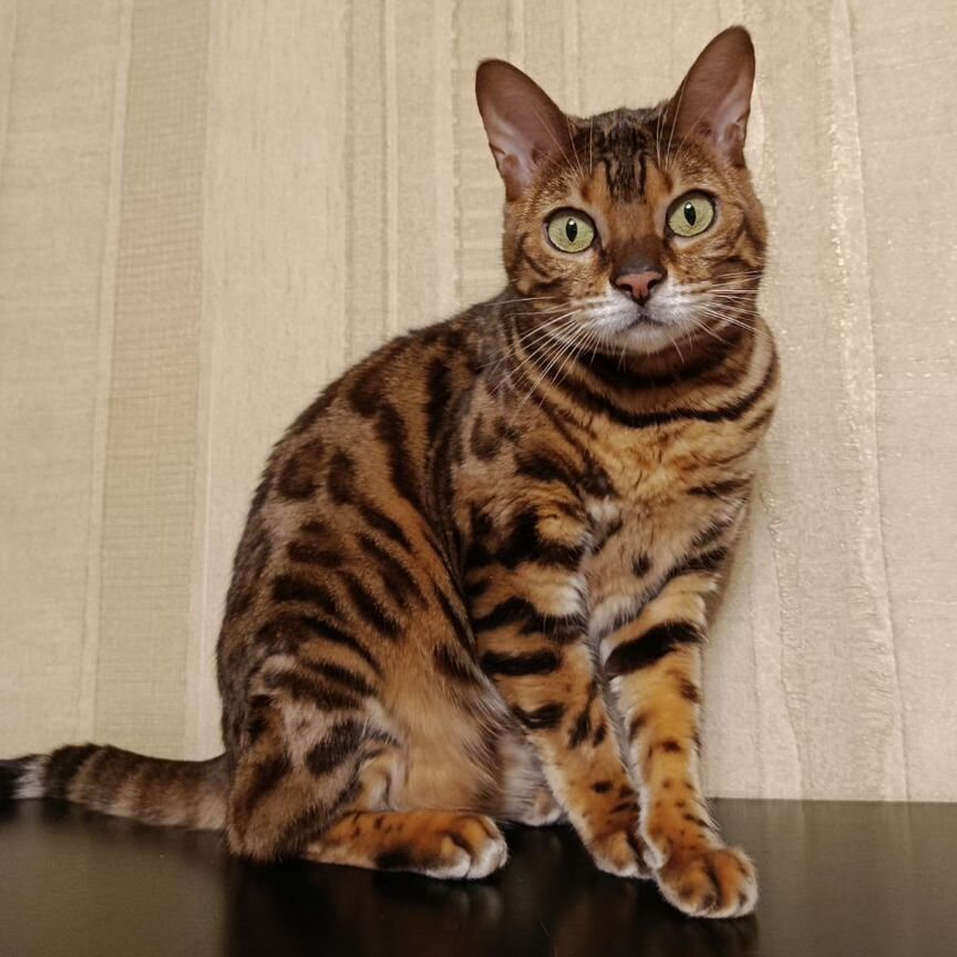 Бенгальская кошка, взрослая