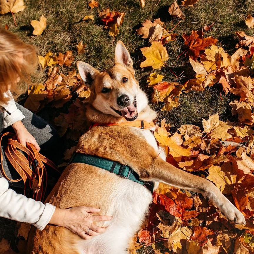 Собака в добрые руки