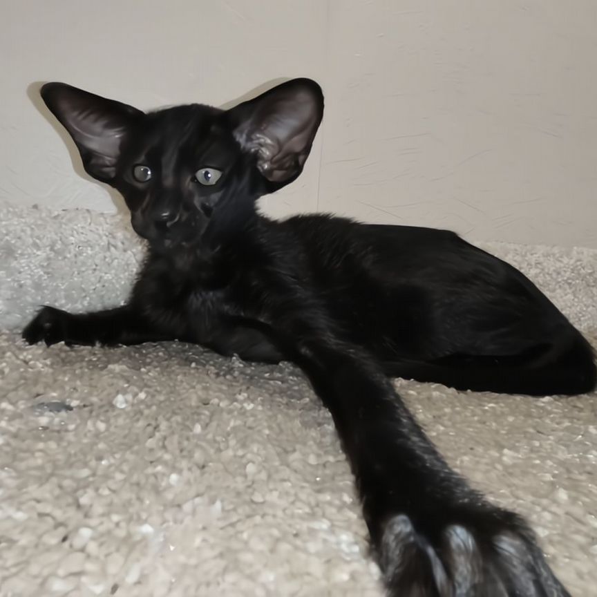 Ориентальный котёнок