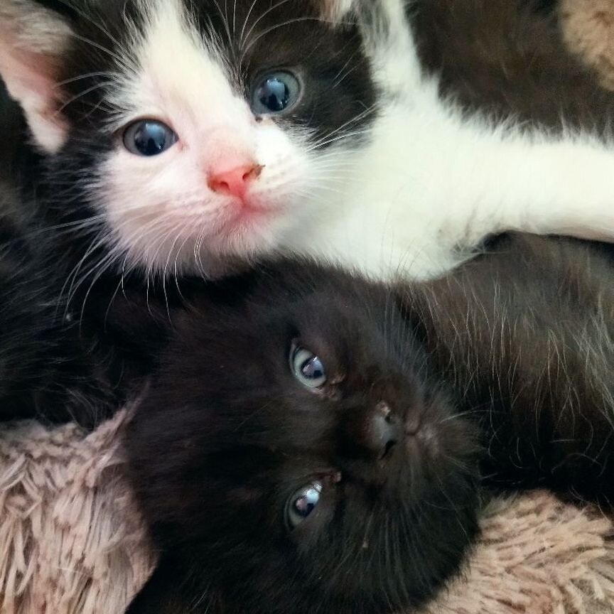Котята