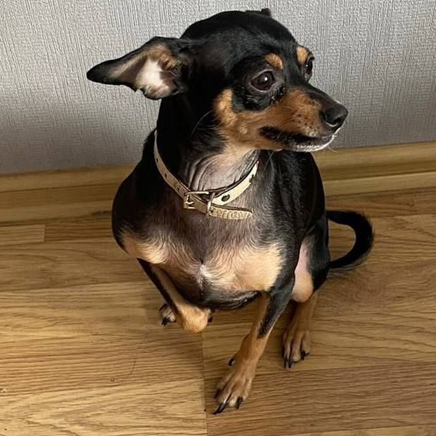 Русский той-терьер, взрослая собака