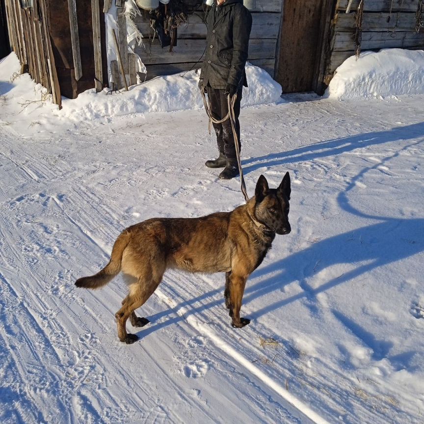 Вязка собак малинуа