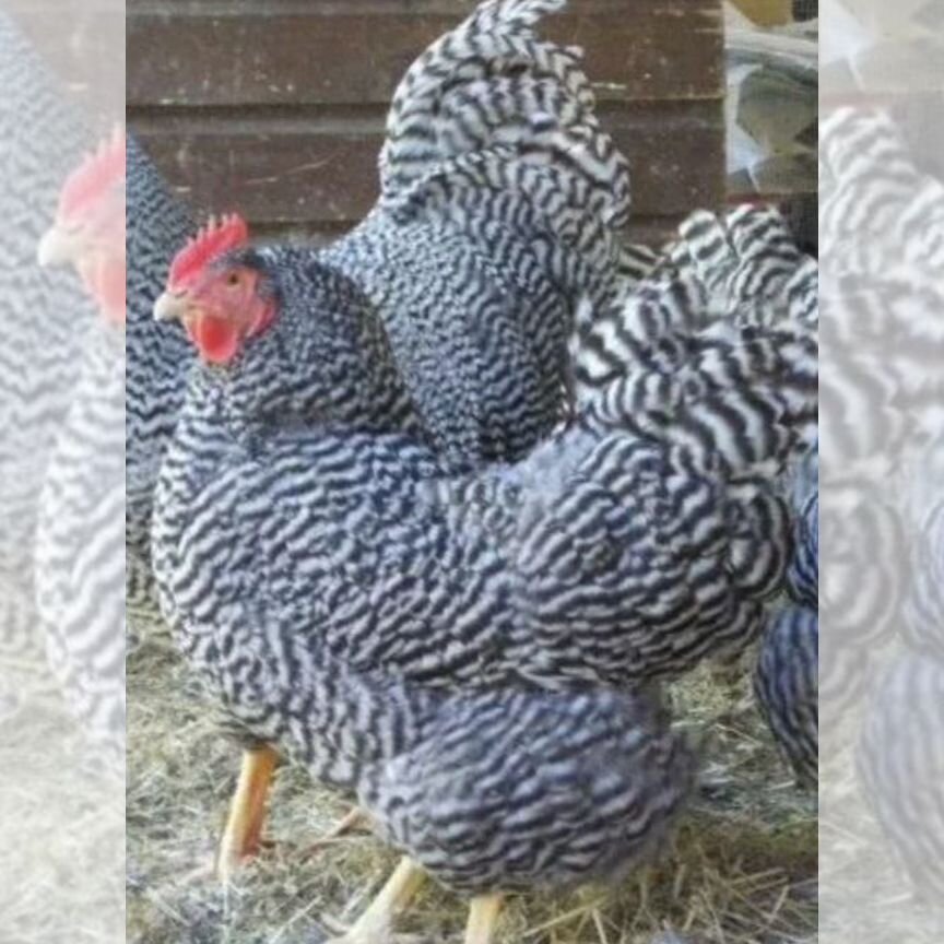 Куры несушки продам