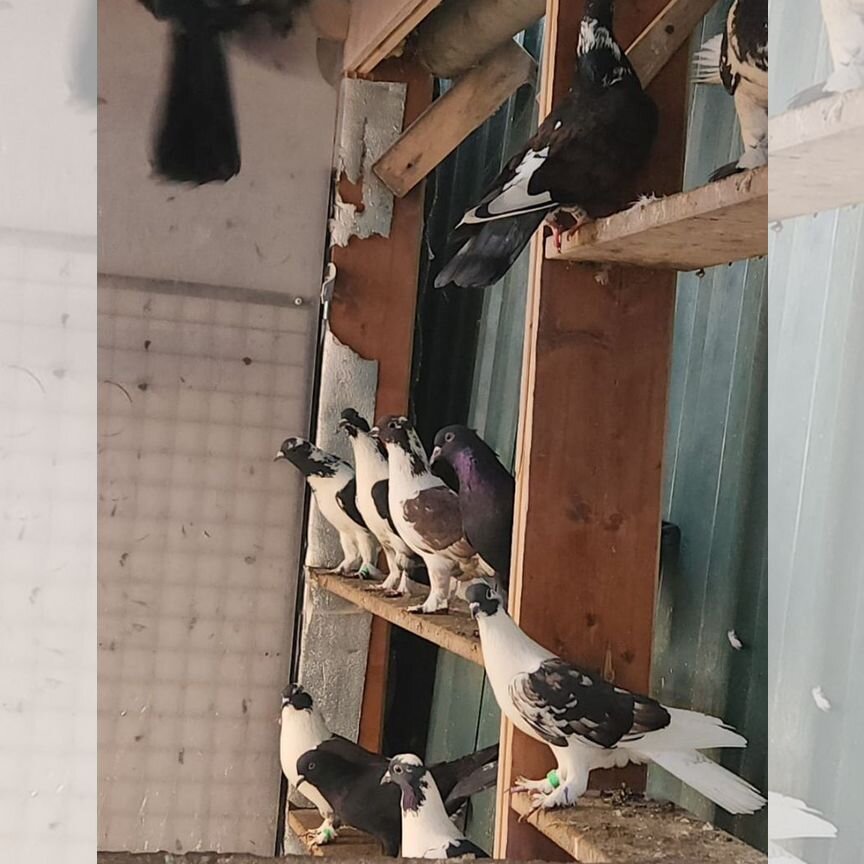 Бакинские бойные голуби