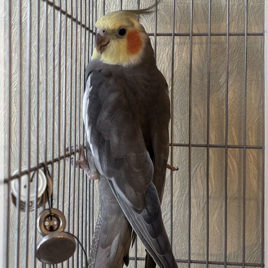 Говорящий попугай корелла