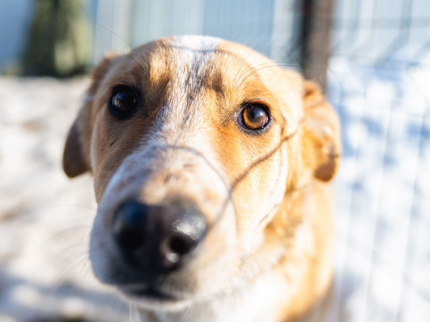 Собака щенок в добрые руки бесплатно