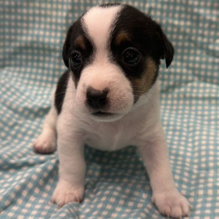 Джек-рассел-терьер, щенок