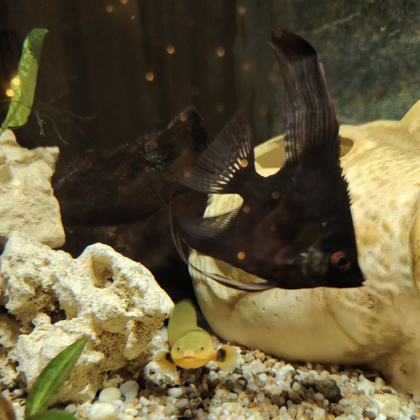 Каламоихт калабарский, скалярии