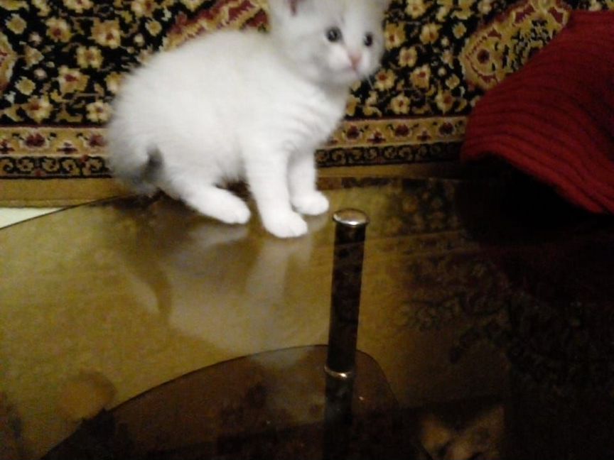 Турецкая ангора