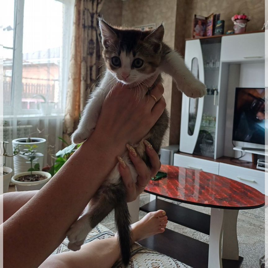 Котята в добрые руки бесплатно