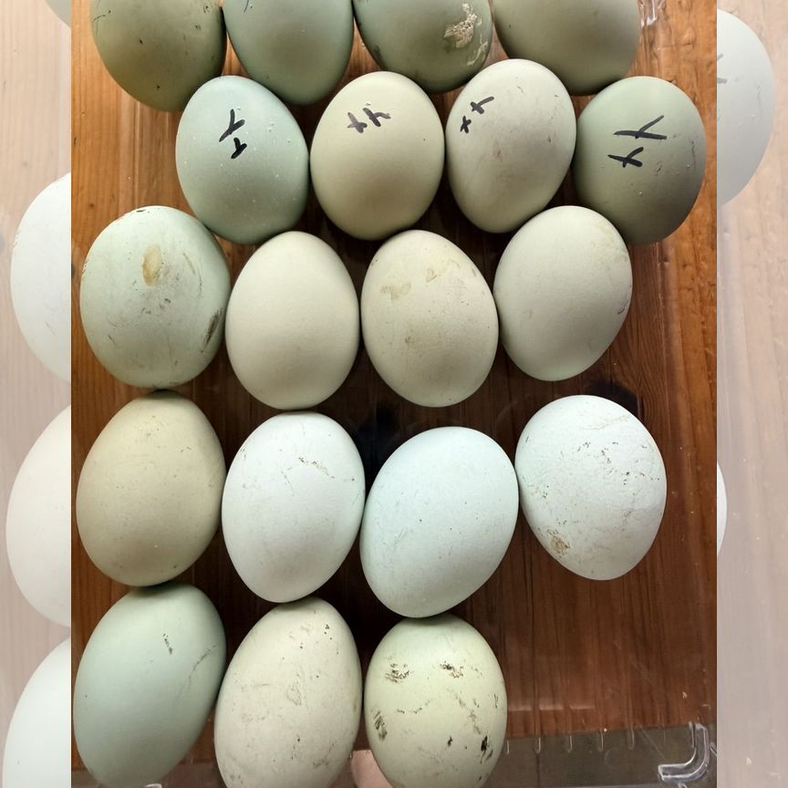 Яйца ухейлюи и лакеданзи инкубационное