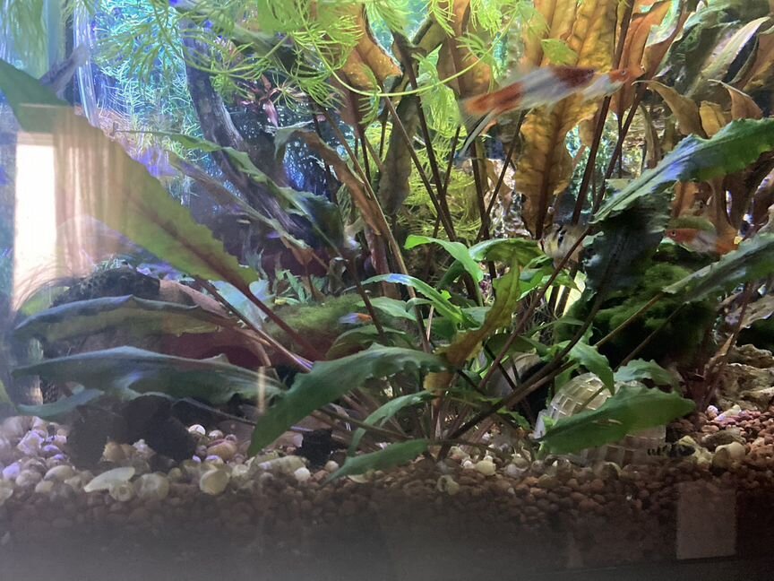 Растение для аквариума криптокарина