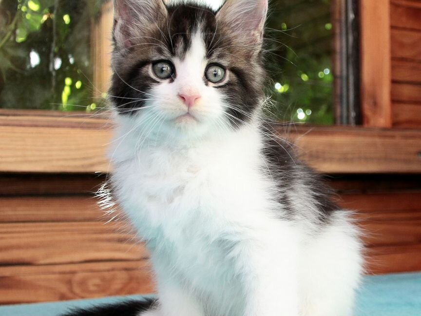 Котенок табби с белым