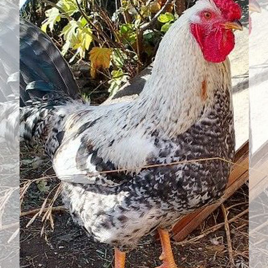 Молодые петухи