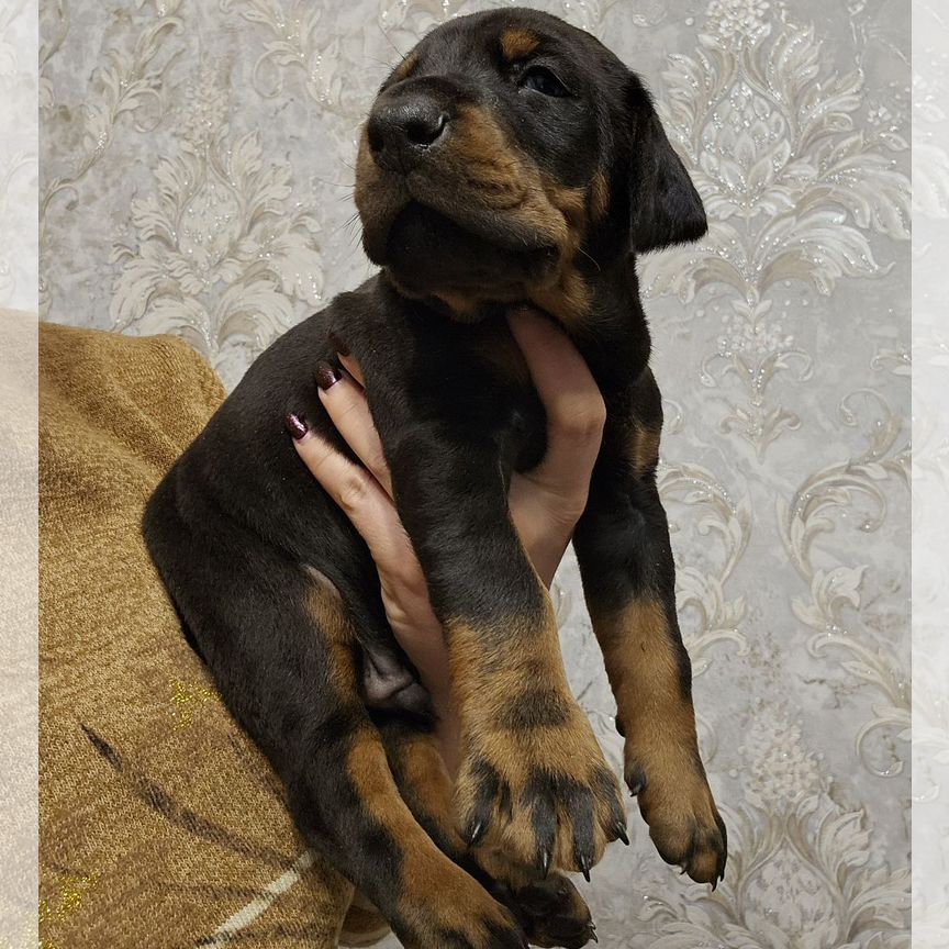 Щенки добермана