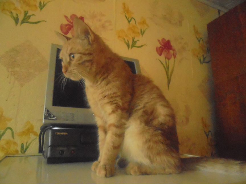 Отдам в добрые руки