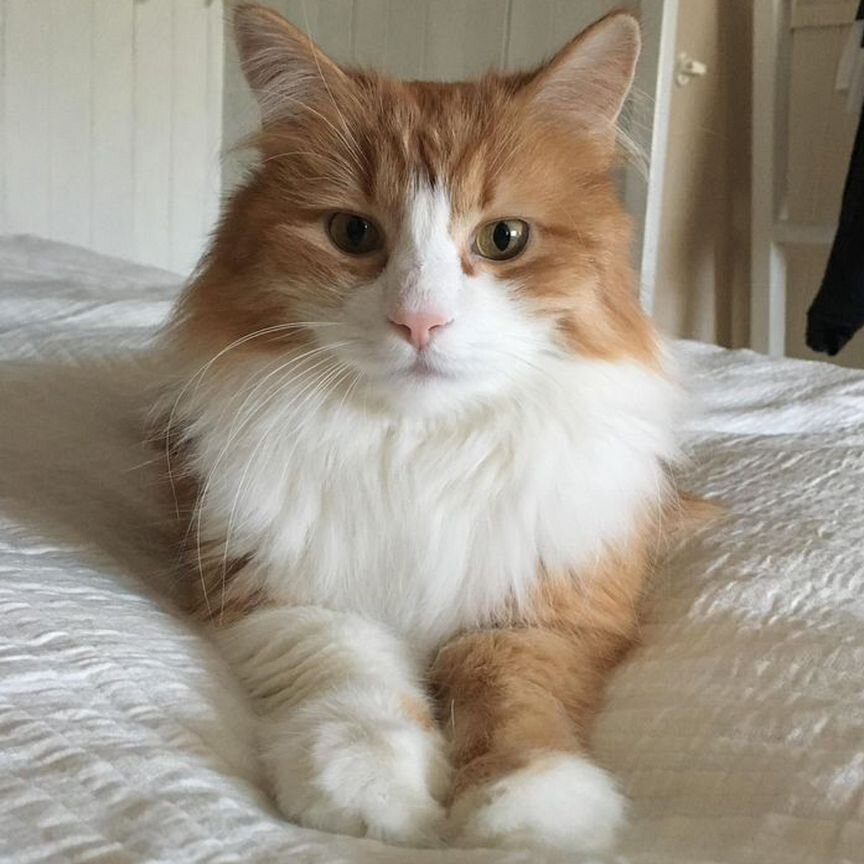 Взрослый кот в добрые руки