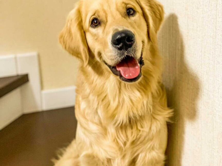 Золотистый ретривер. Вязка