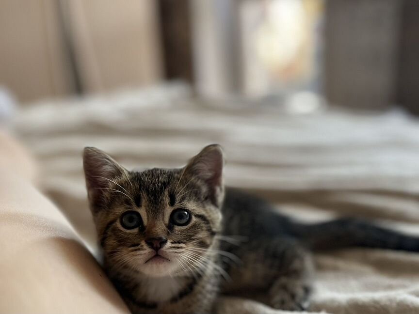 Котенок мальчик