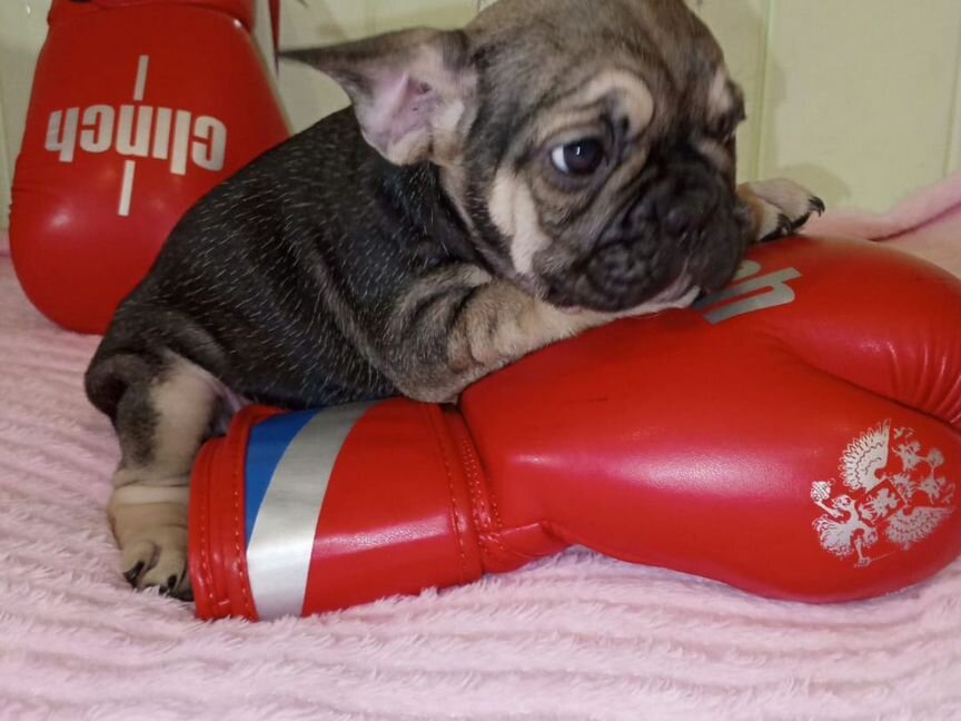 Цветные французы