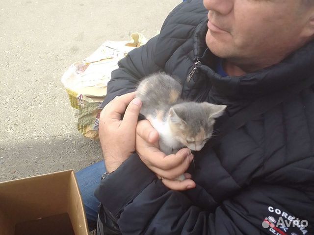 Котята трое