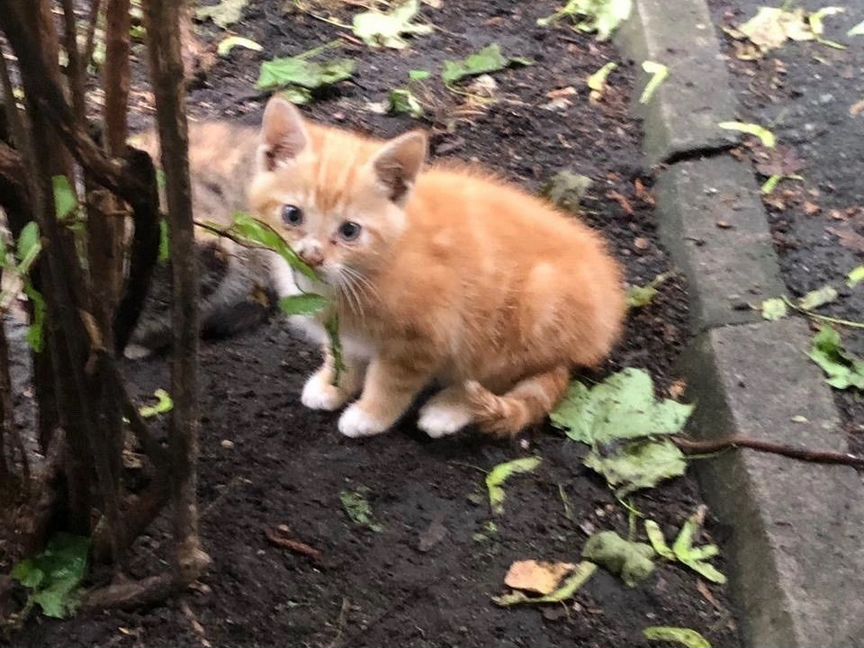 Котята ждут помощи и очень хотят домой