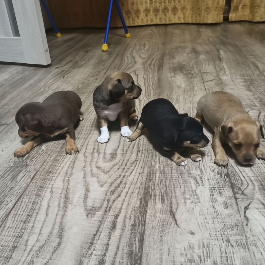 Русский той-терьер, щенок