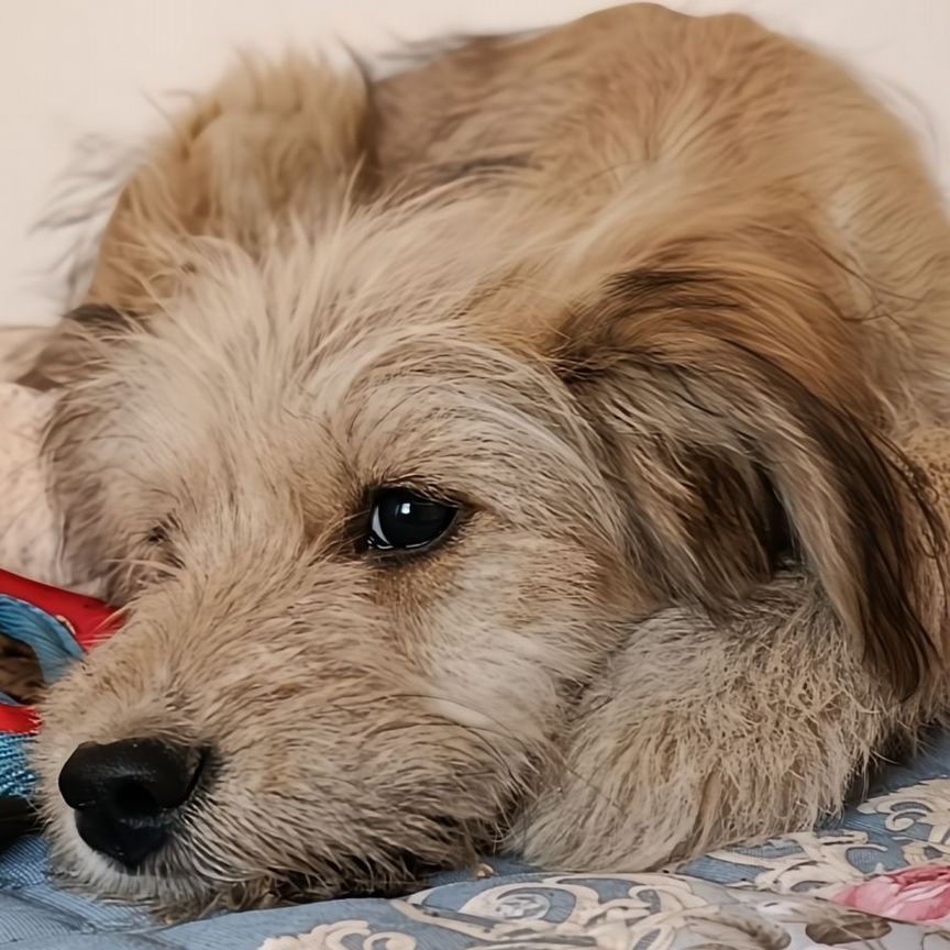 Щенок в добрые руки