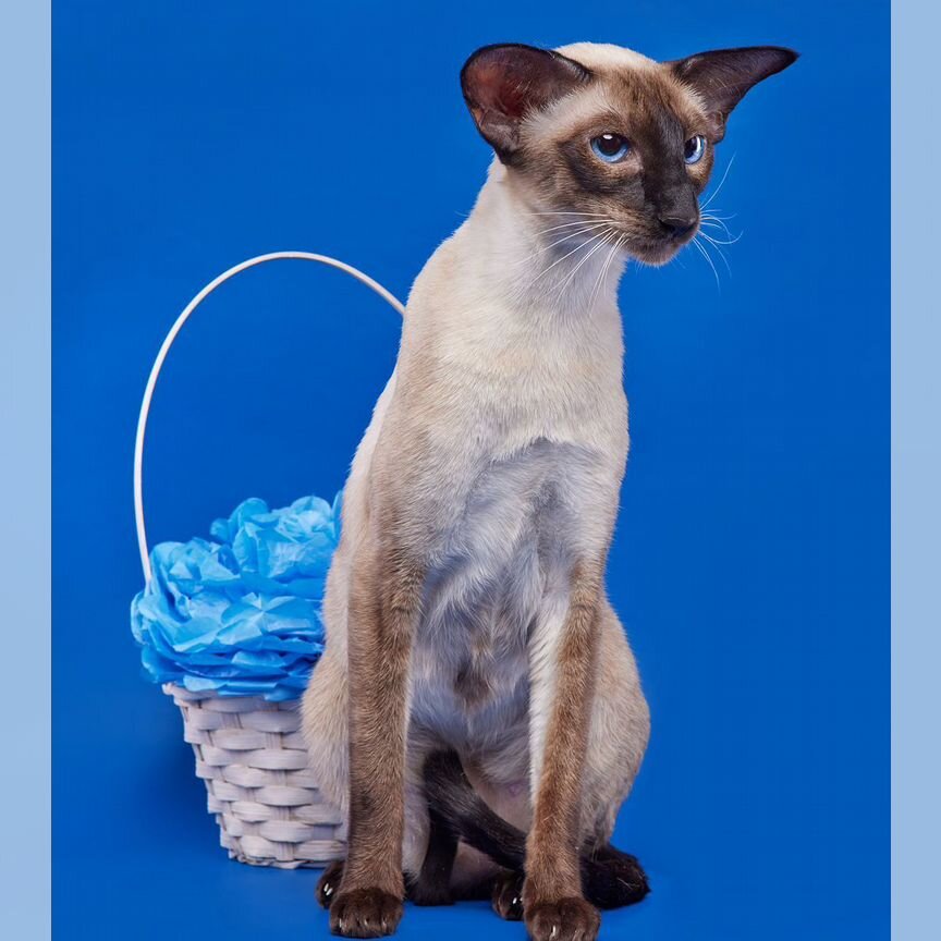 Ориентальные котята