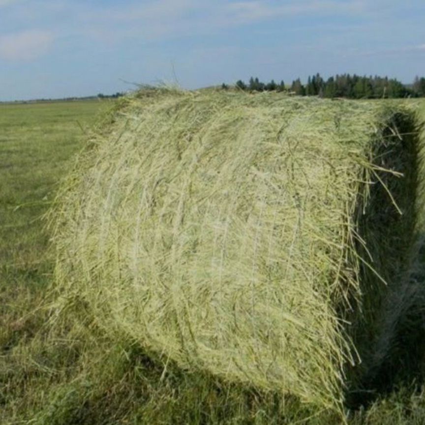 Продам сено в рулонах