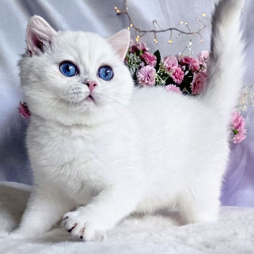 Британский короткошёрстный котёнок