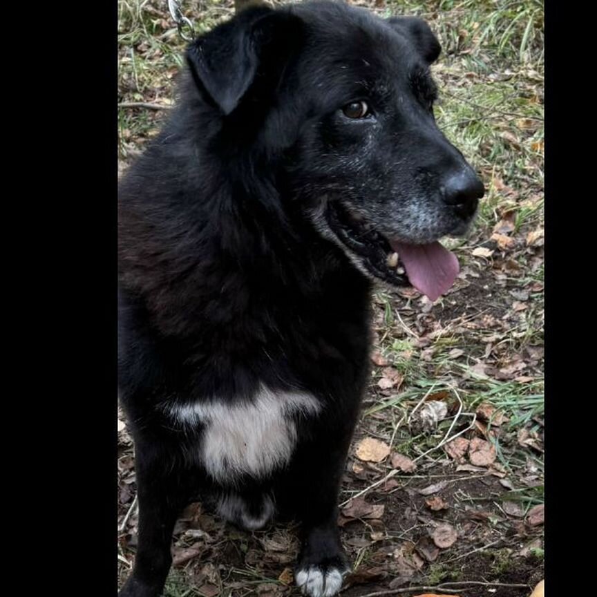 Взрослый пёс в добрые руки