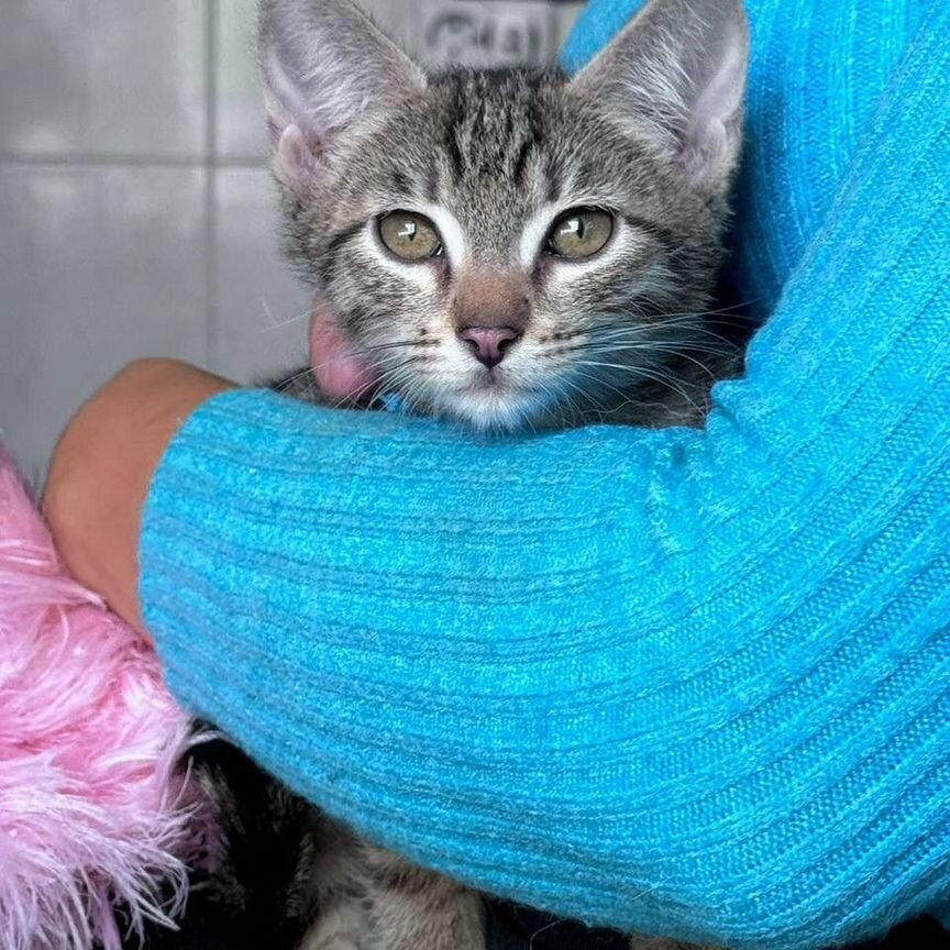 Котёнок в добрые руки