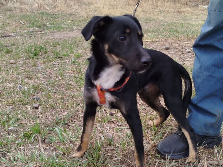 Рикки в поиске дома