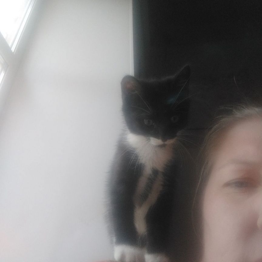 Кошка