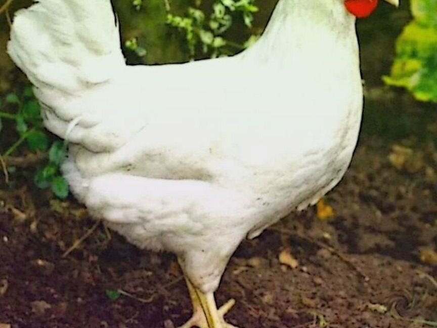 Куры несушки