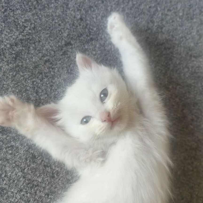 Котёнок в добрые руки