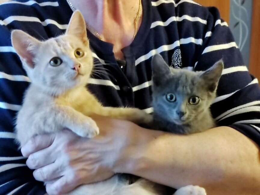 Котята 3 месяца