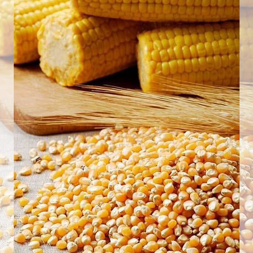 Кукуруза зерном целая и колотая