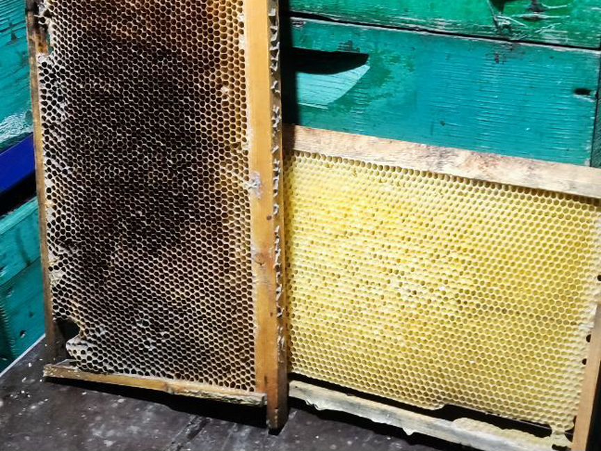 Сушь рутовская